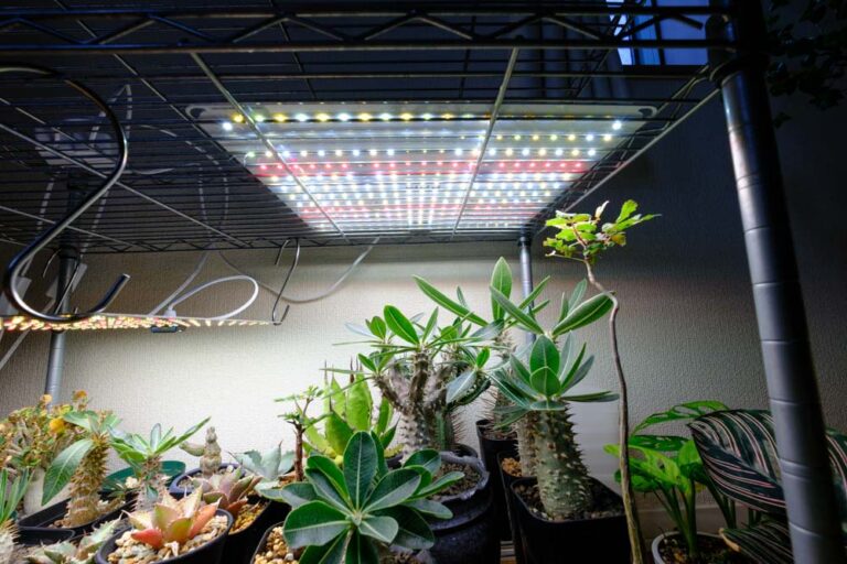 【コスパ最強】BRIMの植物育成用パネルライト『PANEL A』を徹底レビュー | 旅と暮らしのダイアログ
